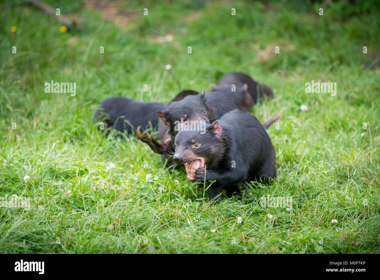 Tasmanian devil hi-res stock photography and images - Alamy