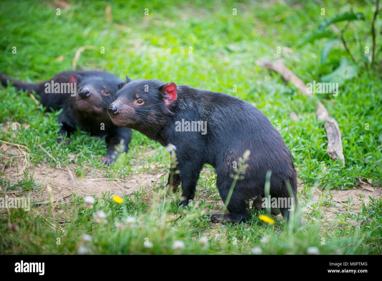 Tasmanian devil eating hi-res stock photography and images - Alamy
