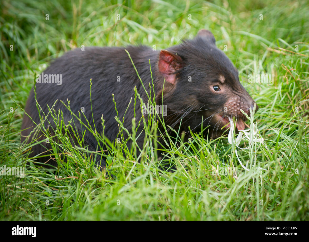 Tasmanian devil eating hi-res stock photography and images - Alamy