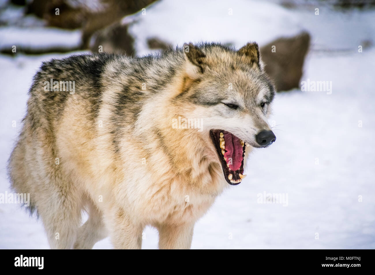 wolf yawning a nature reserve Stock Photo - Alamy