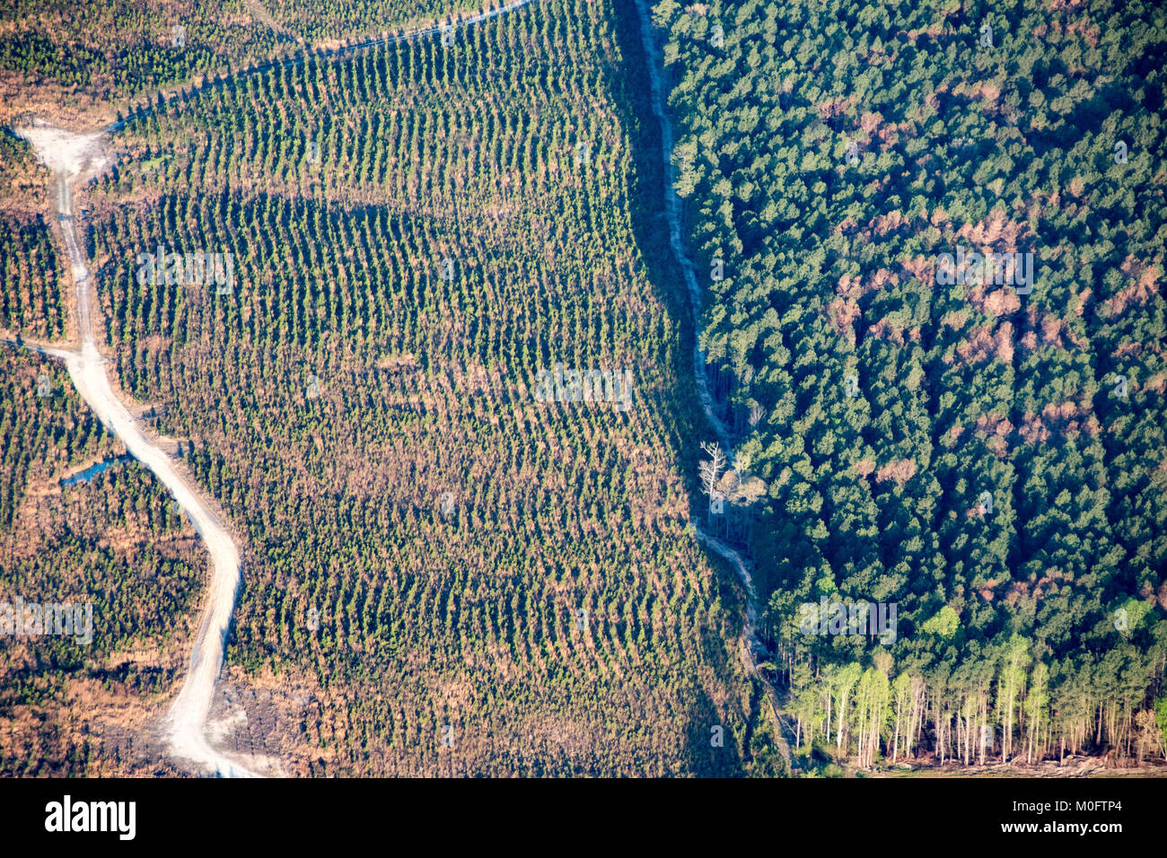 Trees aerial comparison hi-res stock photography and images - Alamy