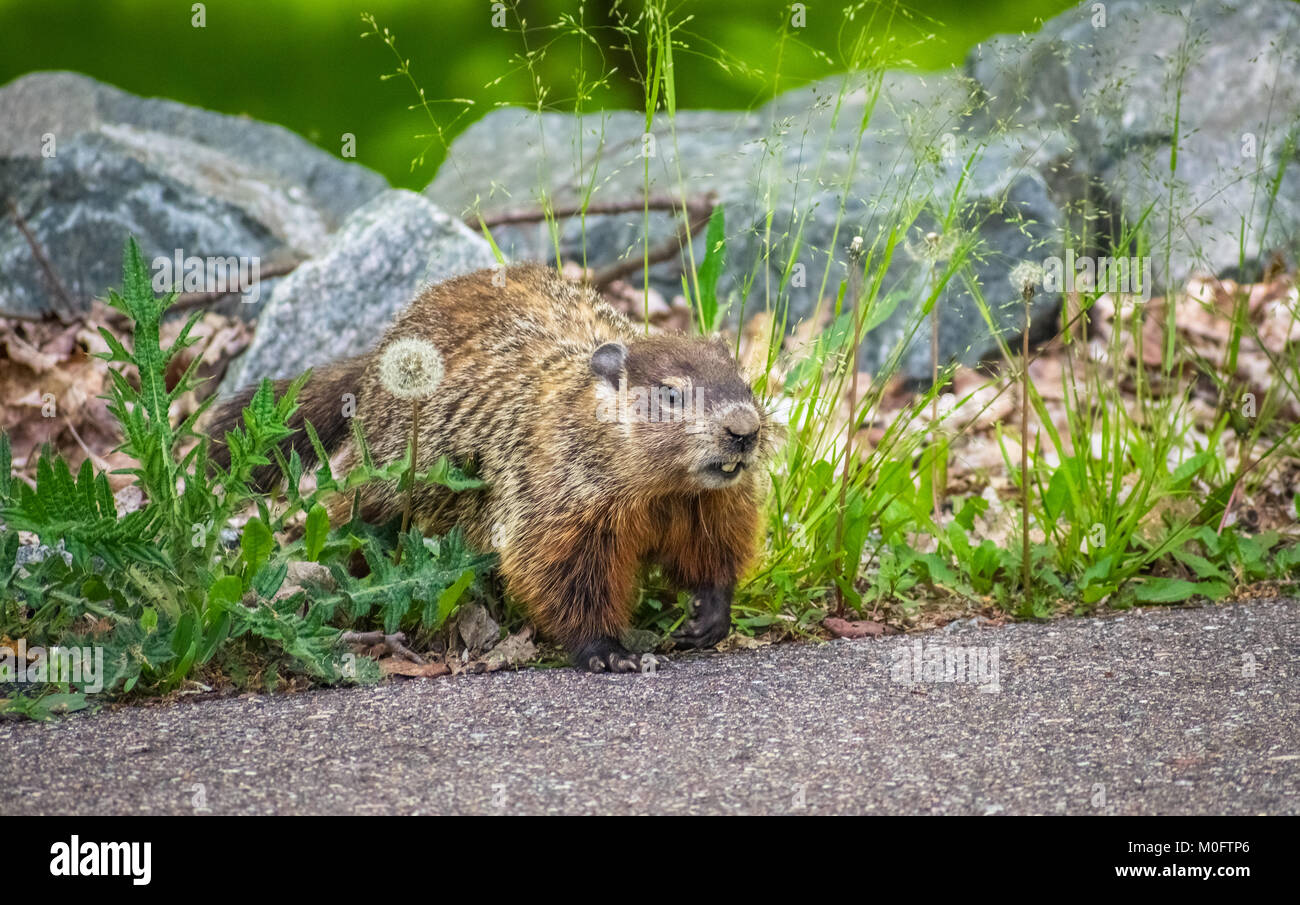 groundhog in a park Stock Photo - Alamy