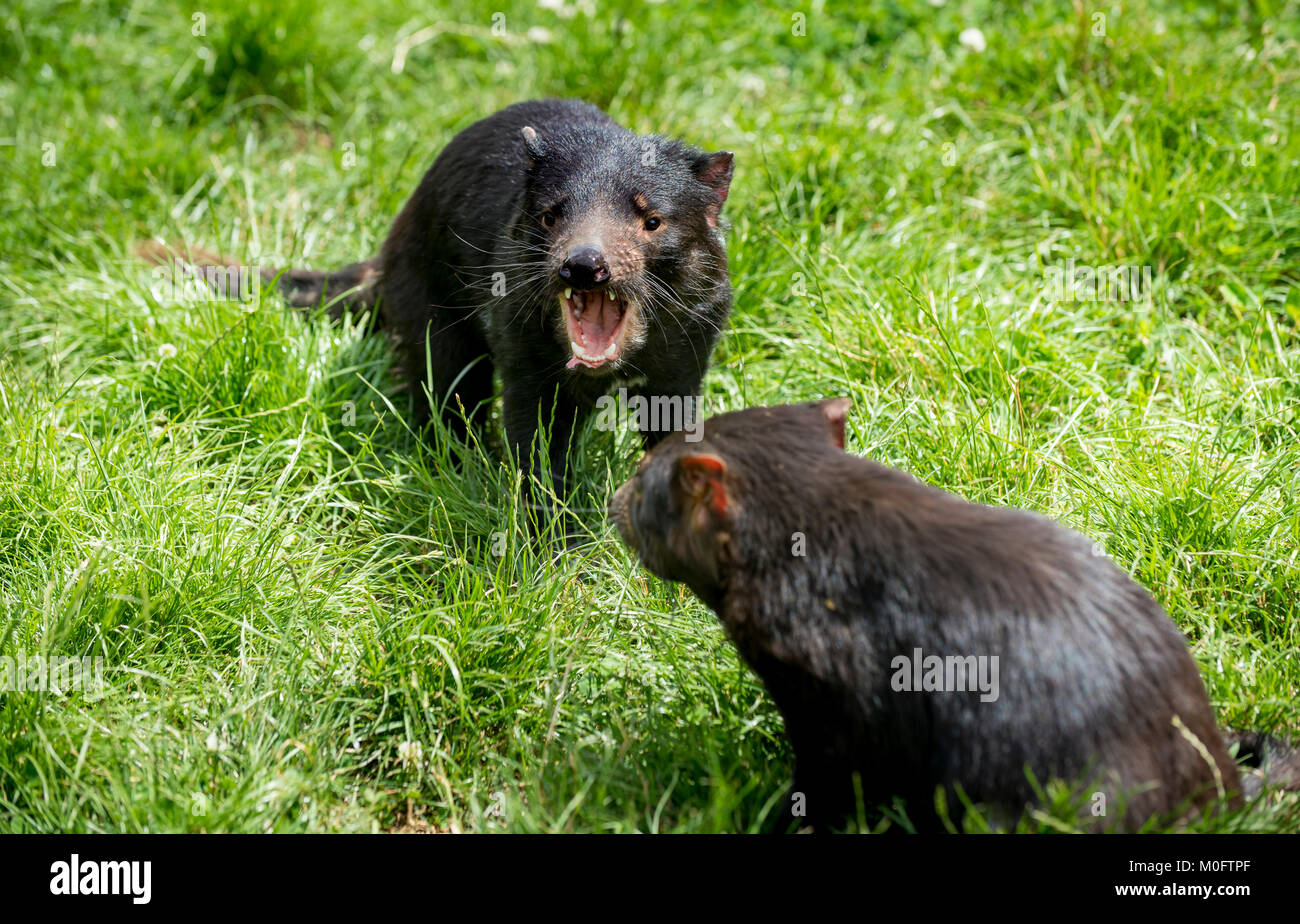 Tasmanian devils in Northwest Tasmania. Eating is a social event for ...