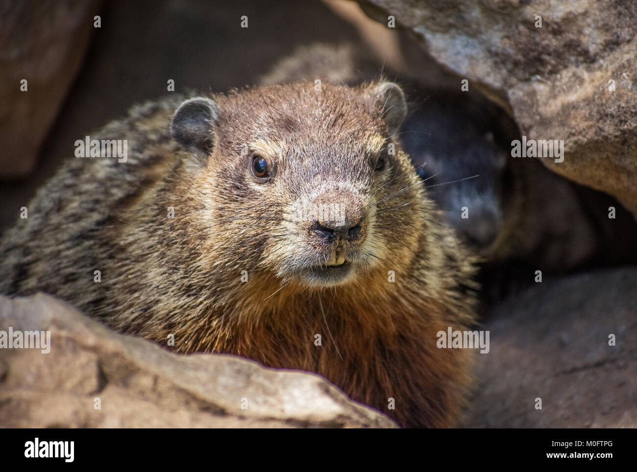 Close observation hi-res stock photography and images - Alamy