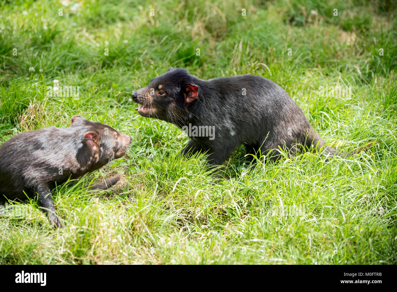 Tasmanian Devil Eating High Resolution Stock Photography and Images - Alamy