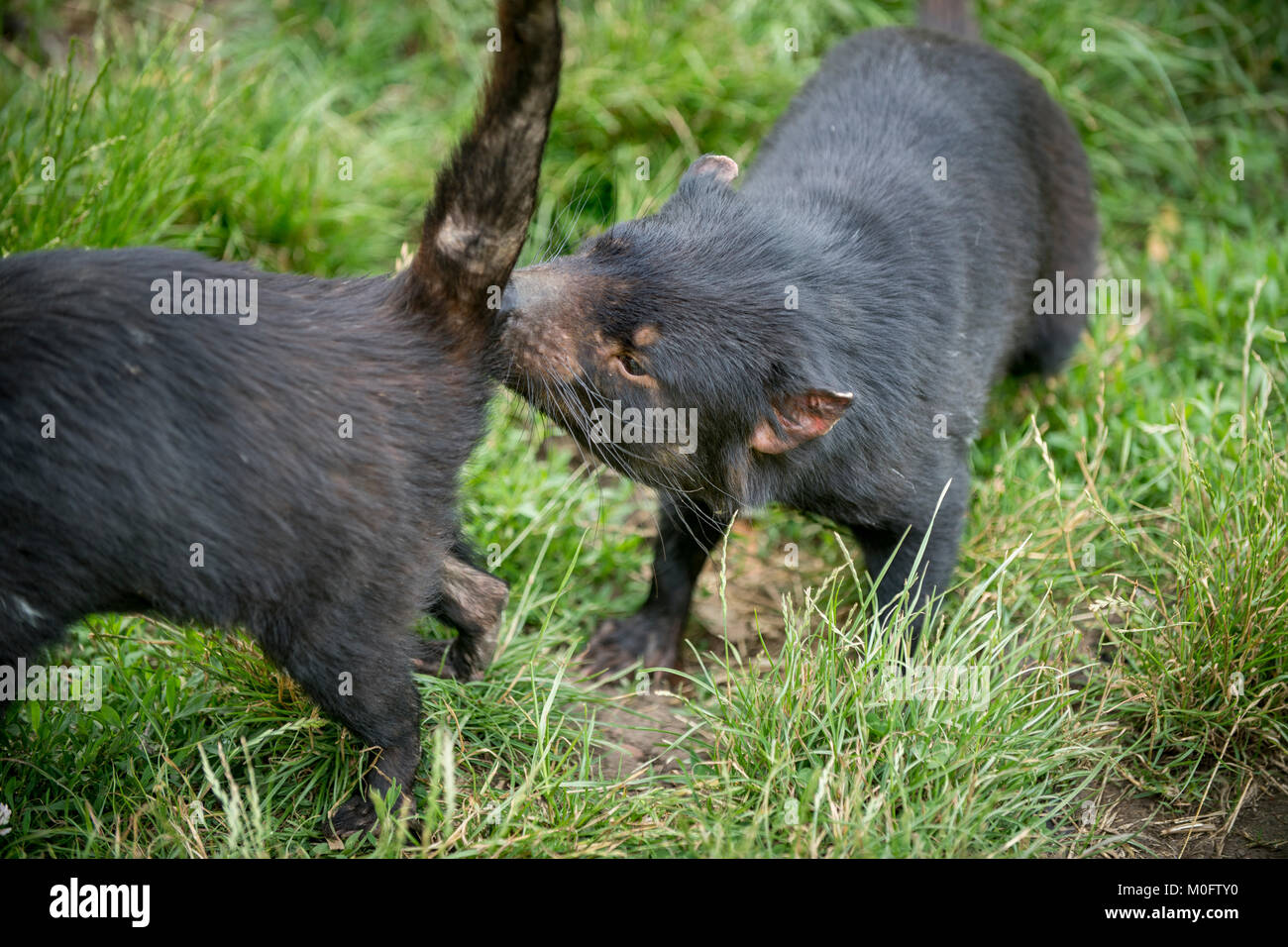 Tasmanian devils in Northwest Tasmania. Eating is a social event for ...