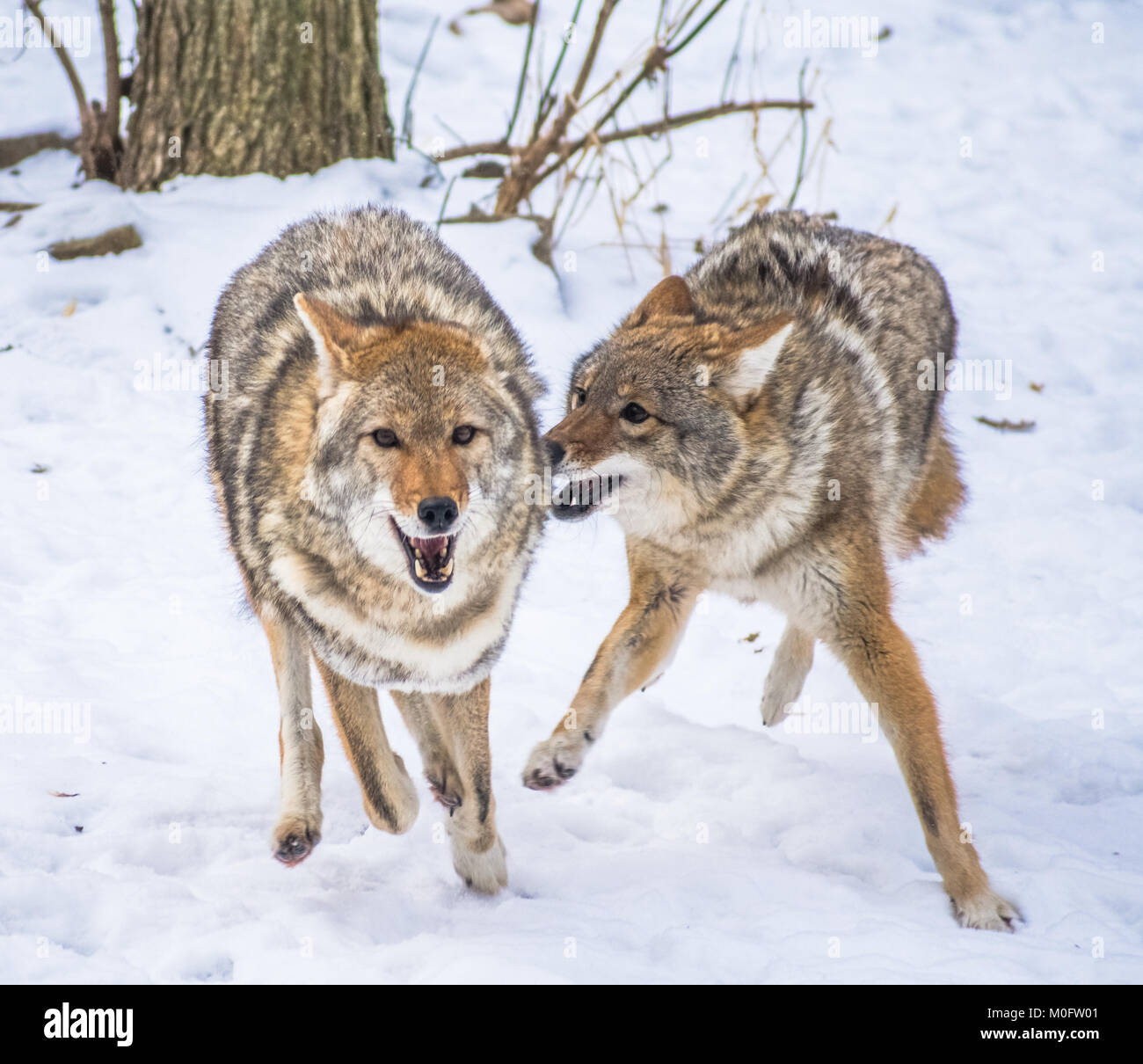 Coyote playtime hi-res stock photography and images - Alamy