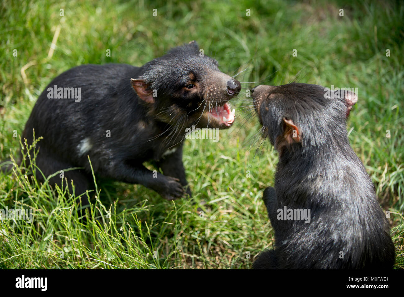 Tasmanian devils in Northwest Tasmania. Eating is a social event for ...