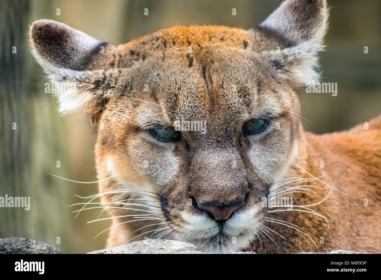 Montana de leon hi-res stock photography and images - Alamy