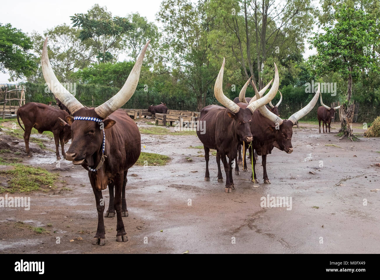 Nyanza rwanda africa hi-res stock photography and images - Alamy