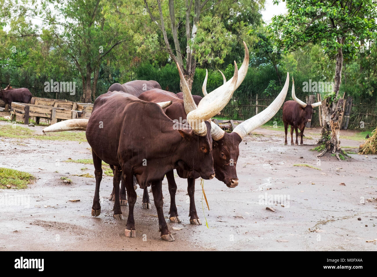 Rwanda, Nyanza, cows Stock Photo - Alamy