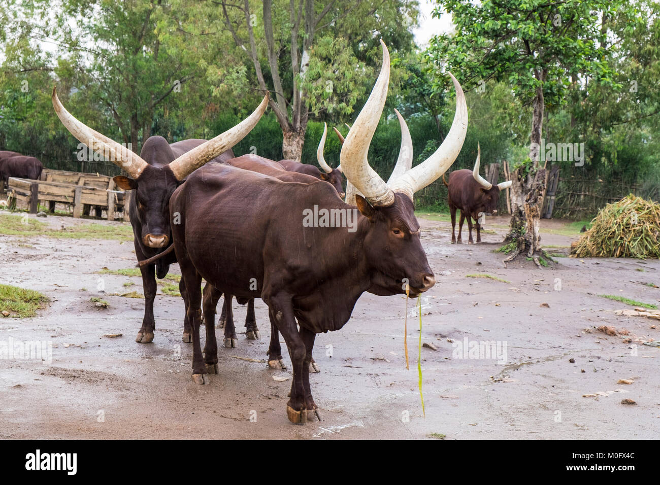 Rwanda, Nyanza, cows Stock Photo - Alamy