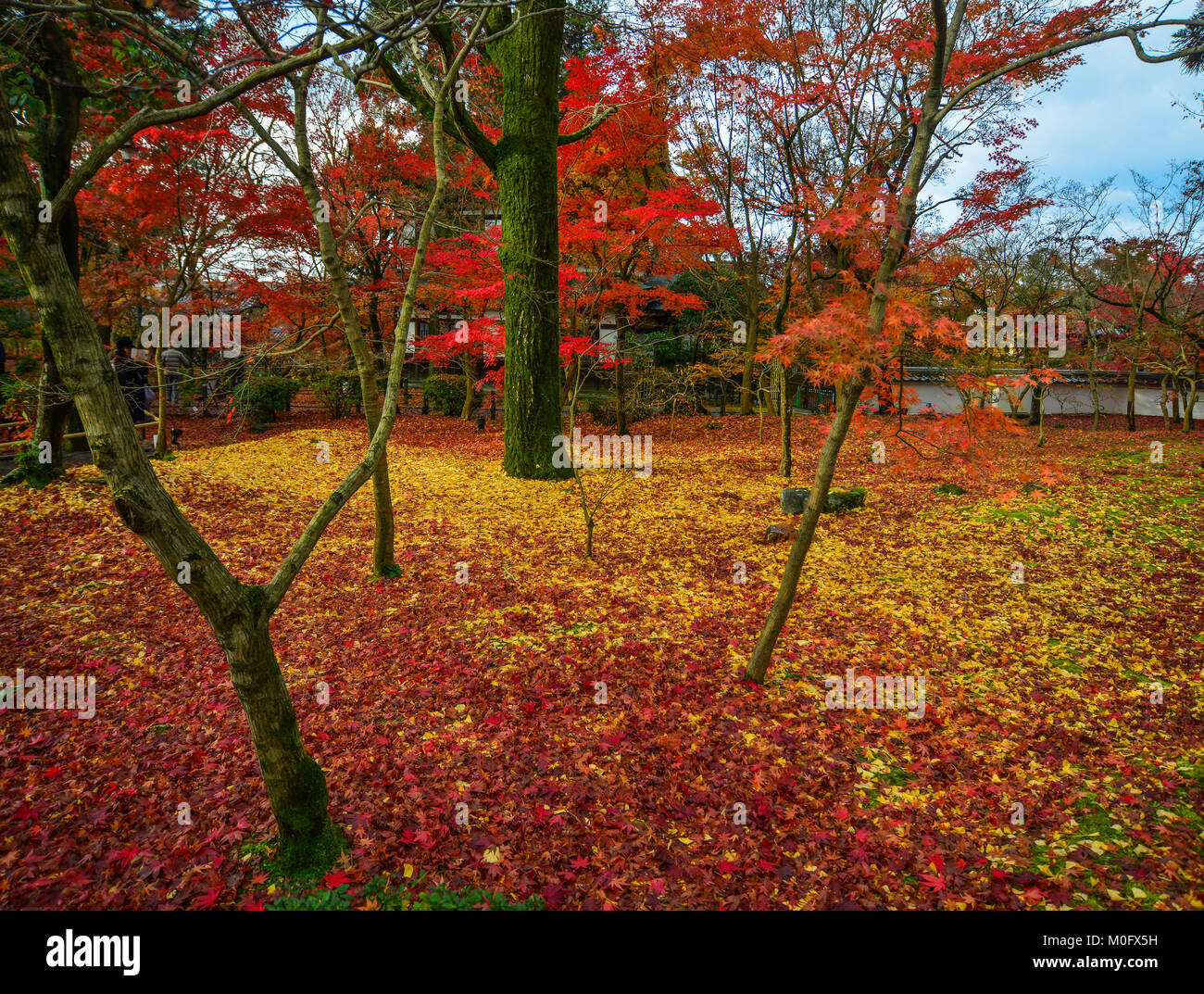 Autumn garden with many maple trees in Kyoto, Japan Stock Photo - Alamy