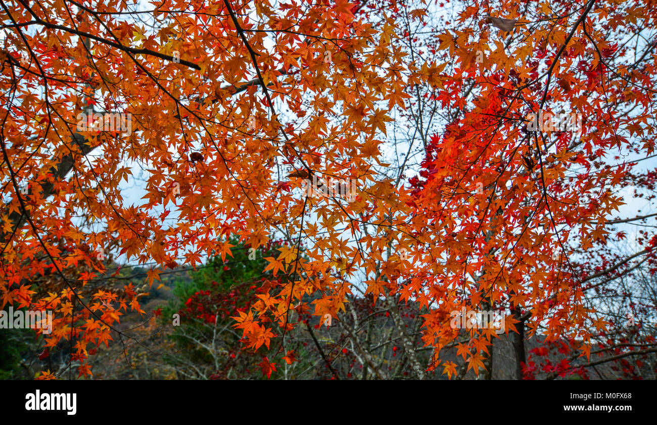 Maple trees with red leaves at autumn in Kyoto, Japan Stock Photo - Alamy