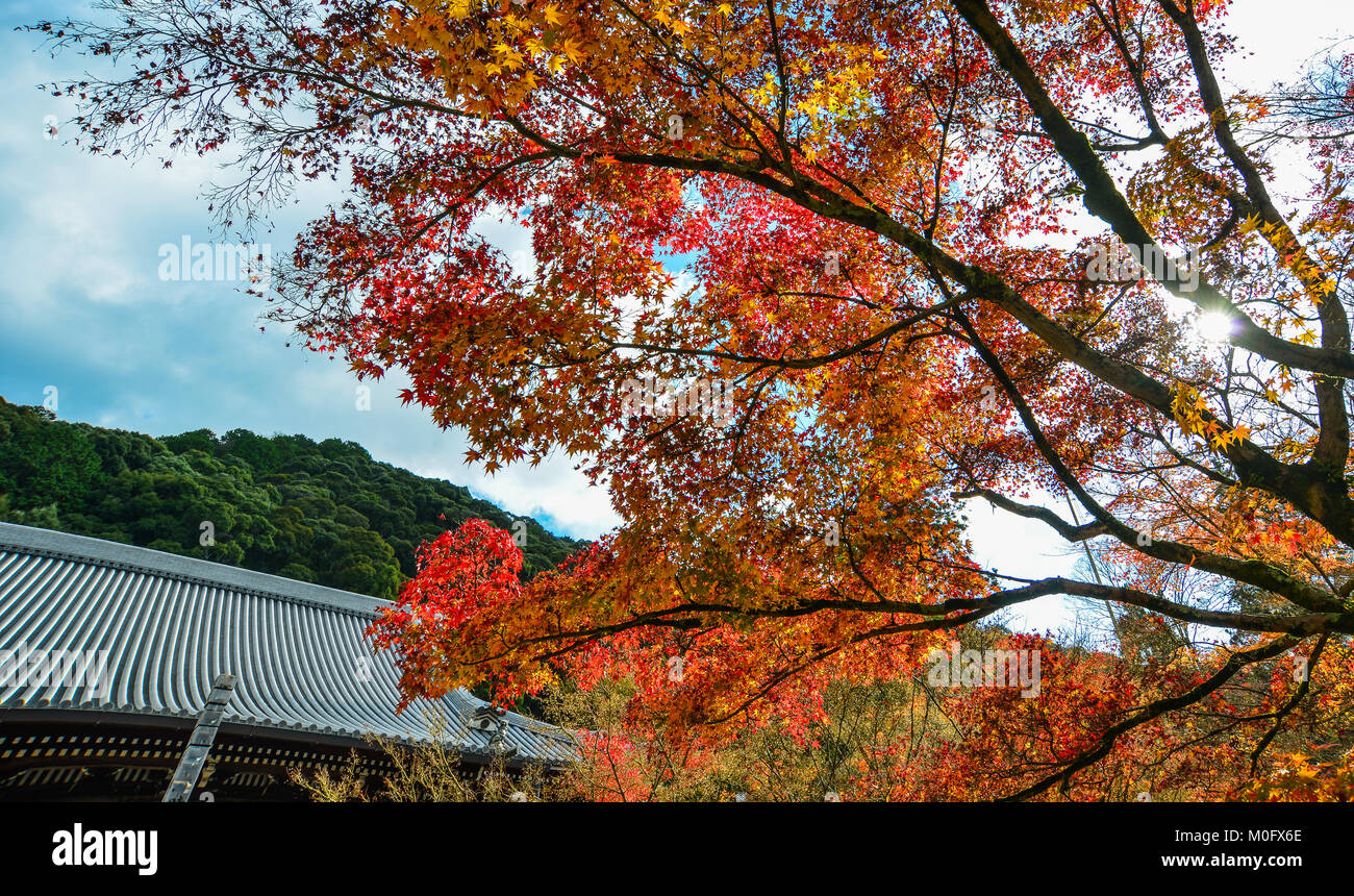 Maple trees with leaves under blue sky at autumn in Kyoto, Japan Stock ...