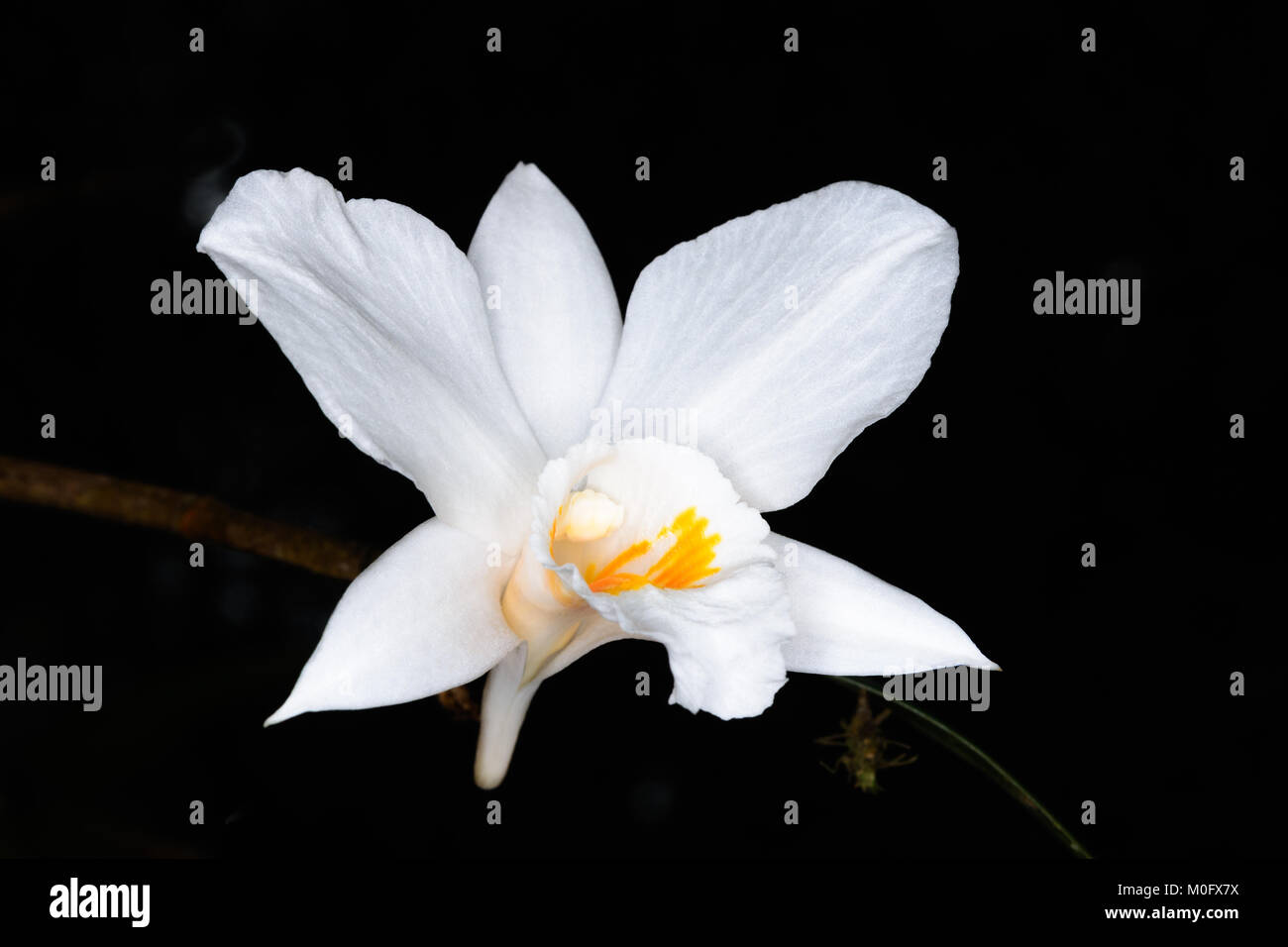 Dendrobium infundibulum hi-res stock photography and images - Alamy