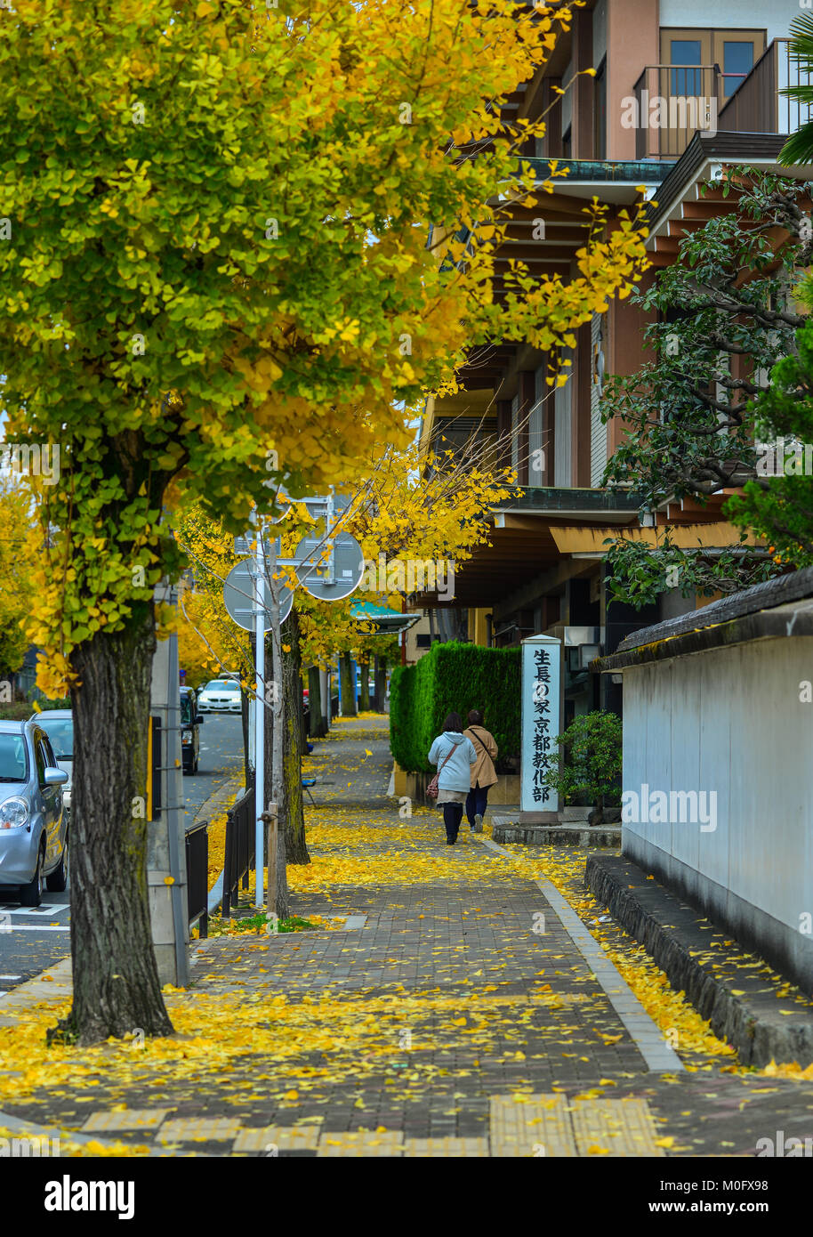 Kyoto, Japan - Nov 28, 2016. Street with autumn trees in Kyoto, Japan ...