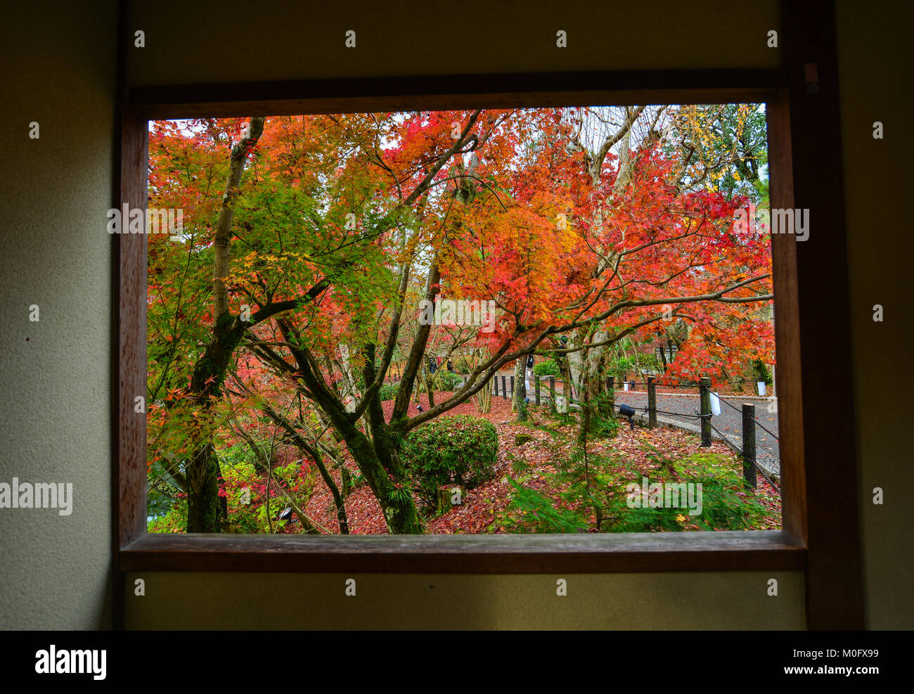 Autumn trees at garden, view from the window of Japanese house Stock ...