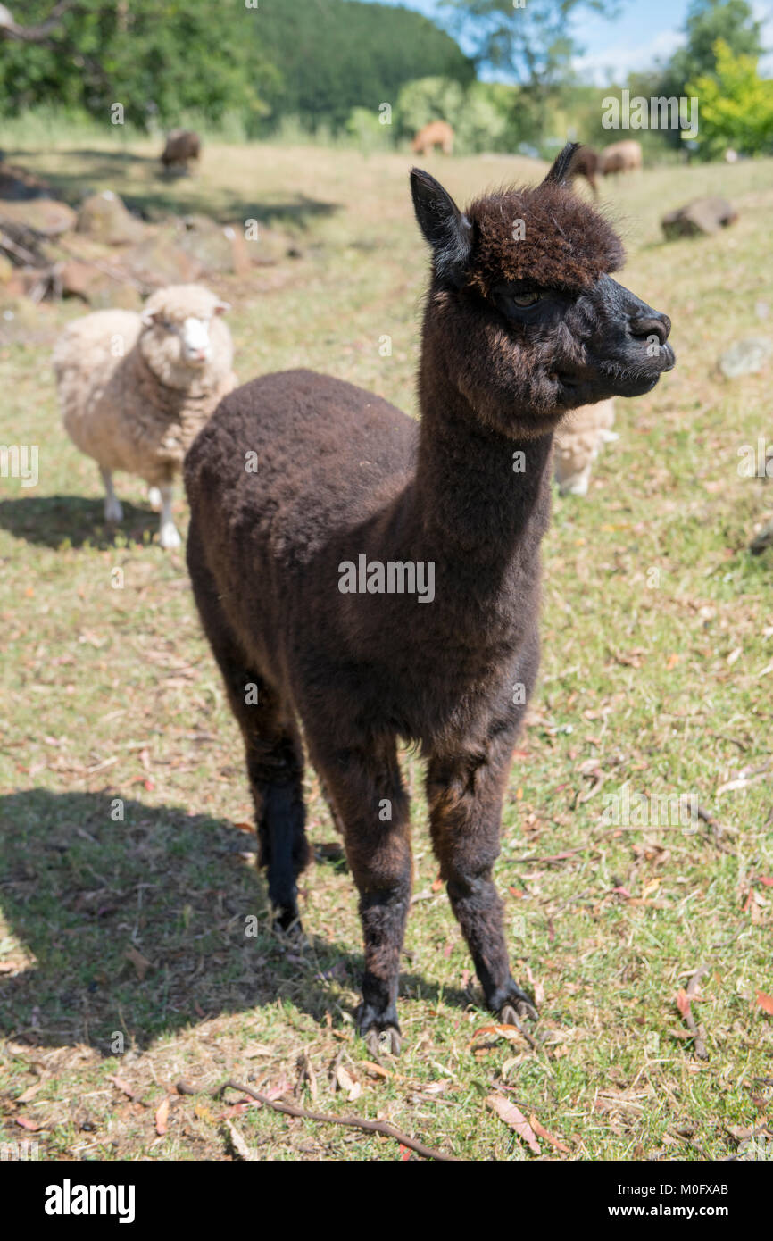 Wool producing animals hi-res stock photography and images - Alamy