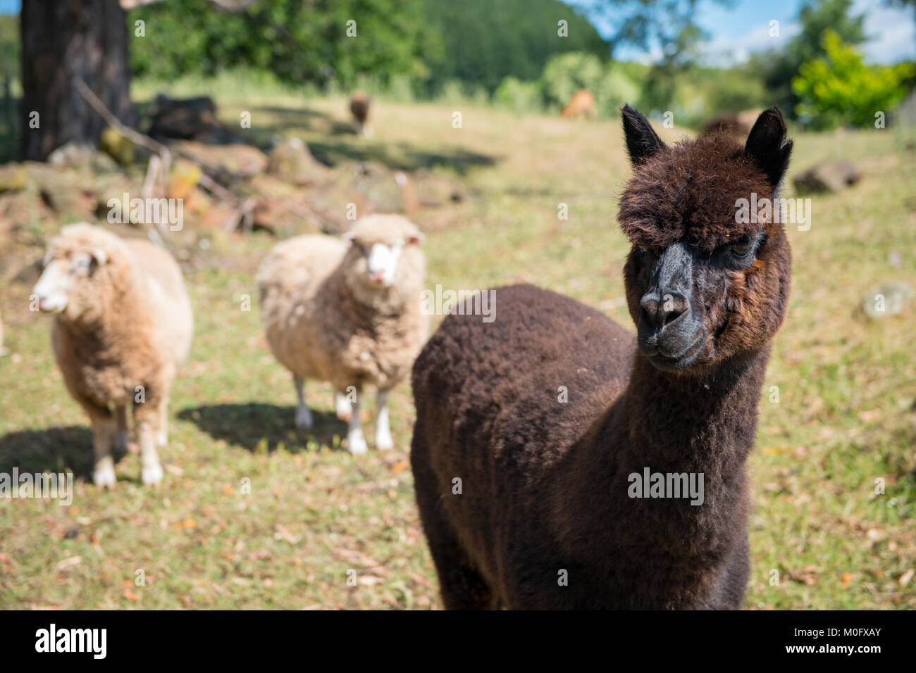 Alpacas and sheep hi-res stock photography and images - Alamy