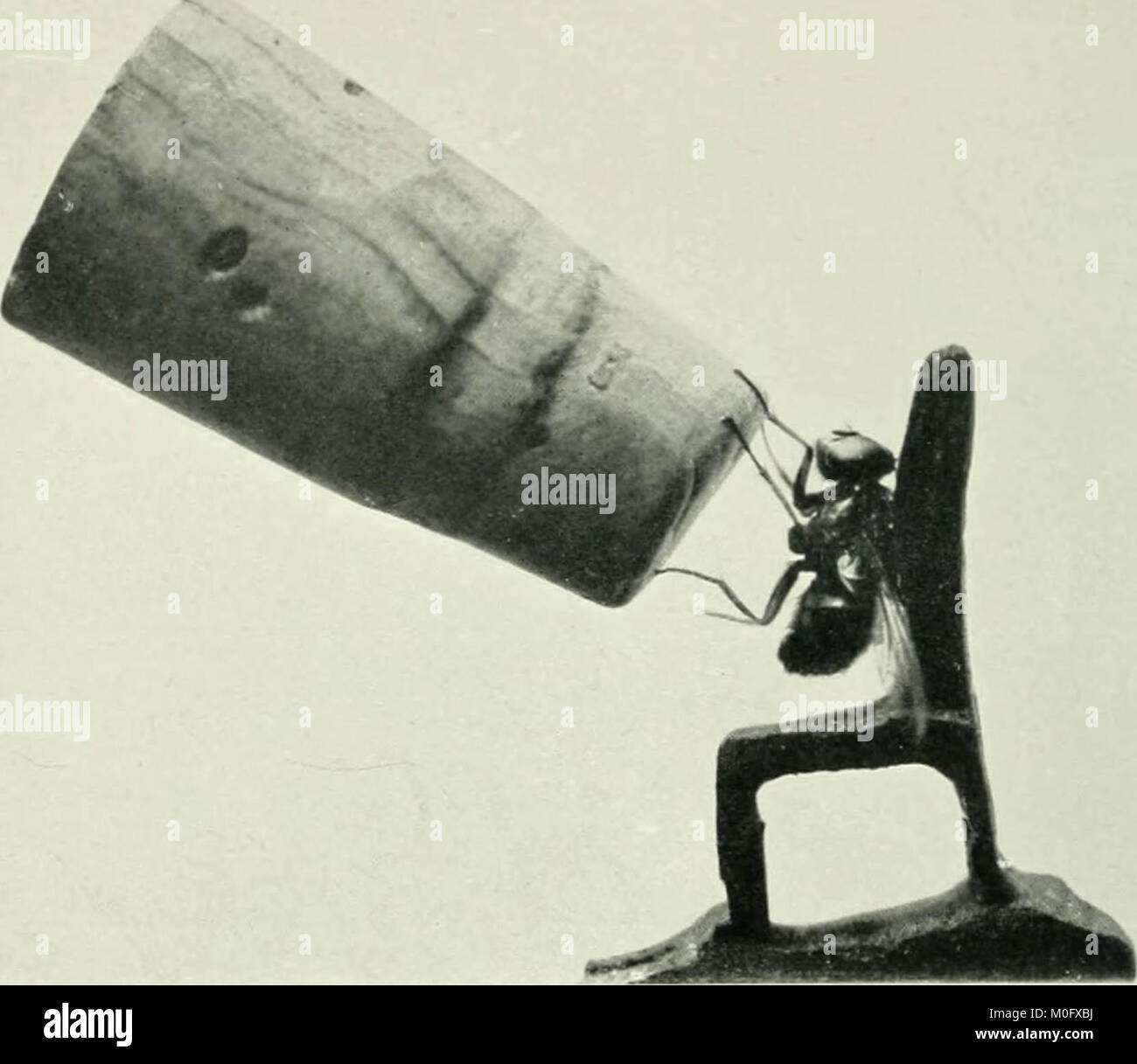 "Moving pictures : how they are made and worked" (1914 Stock Photo - Alamy