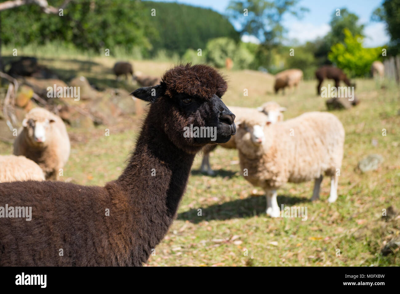 Wool producing animals hi-res stock photography and images - Alamy