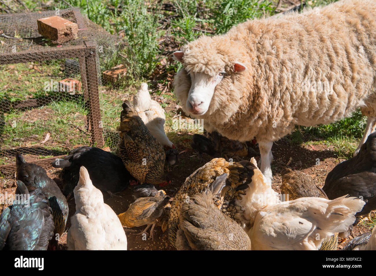 Farming in Tasmania, Australia Stock Photo - Alamy