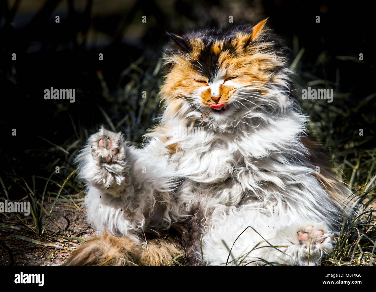 Long hair cat in Beijing Stock Photo - Alamy
