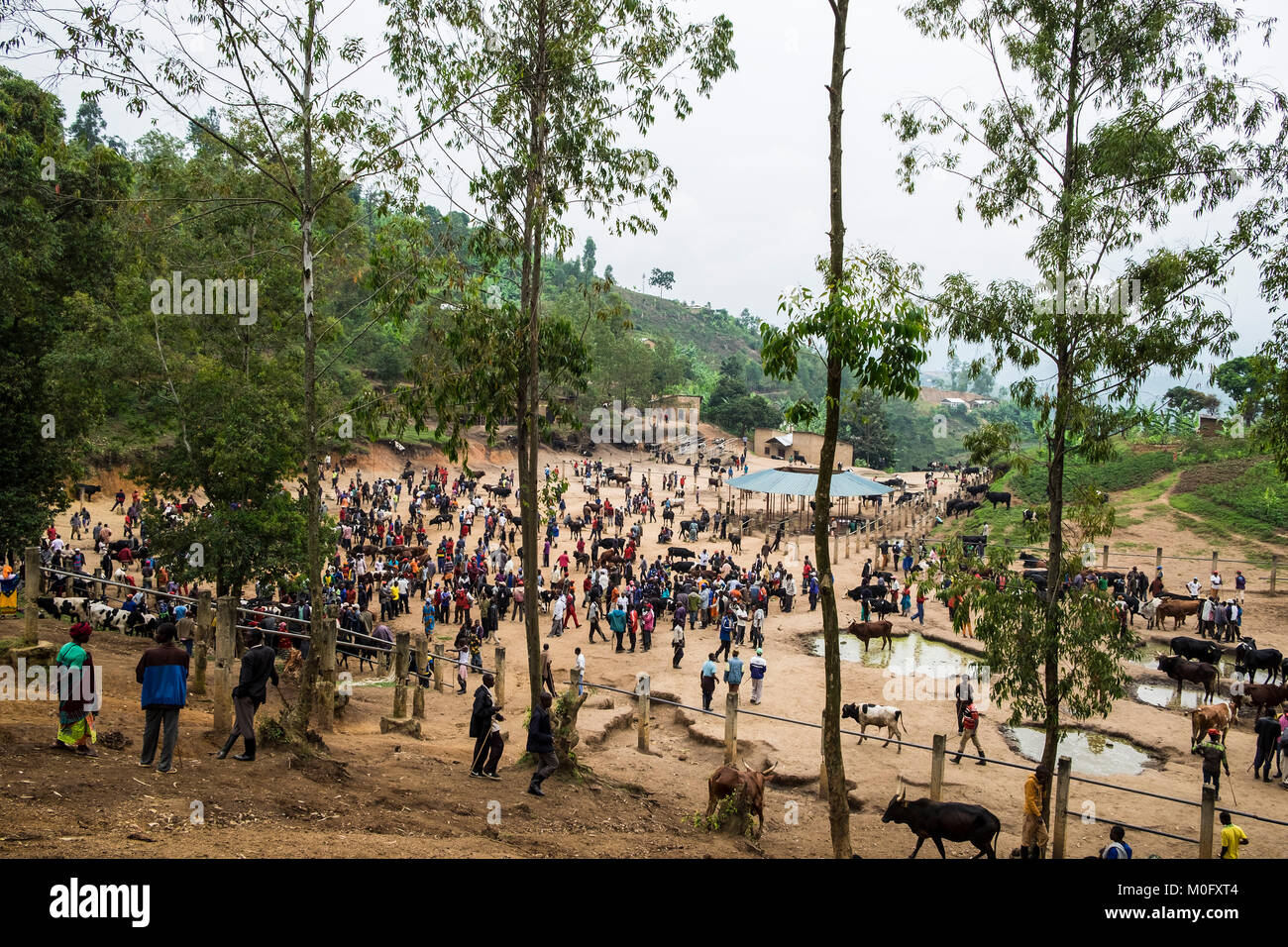 Rwanda, surrounding of Cyangugu, cows market Stock Photo - Alamy