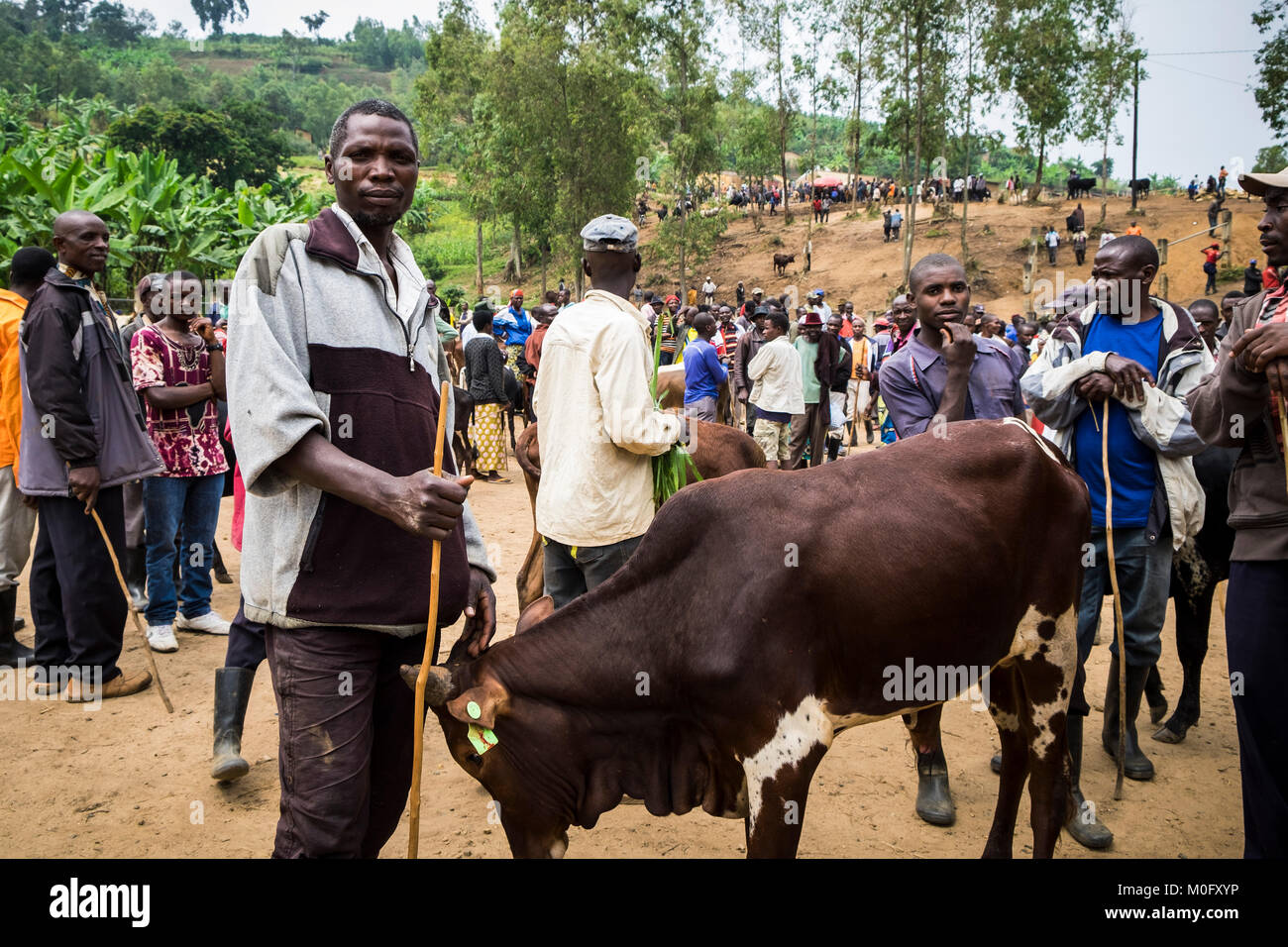 Rwanda, surrounding of Cyangugu, cows market Stock Photo - Alamy