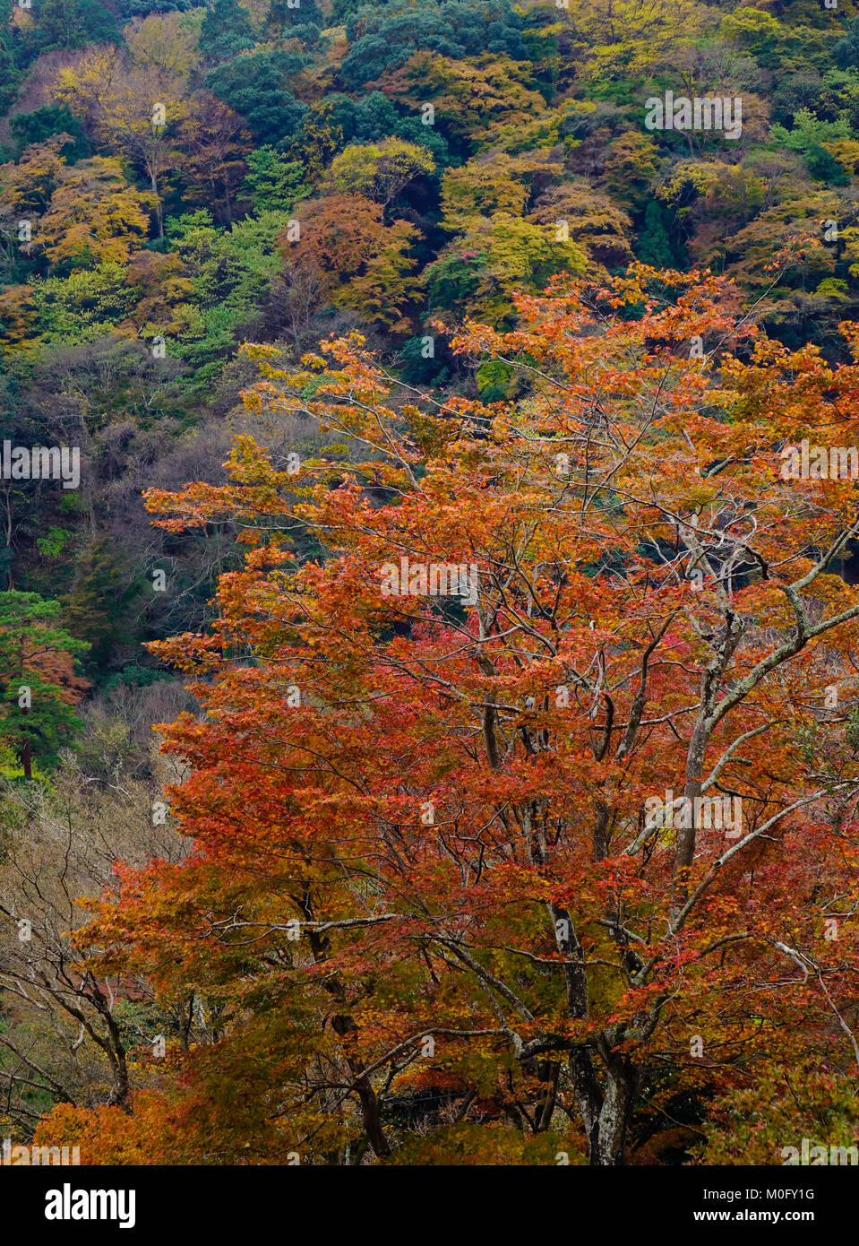 Autumn trees at the forest in Arashiyama, Kyoto, Japan Stock Photo - Alamy