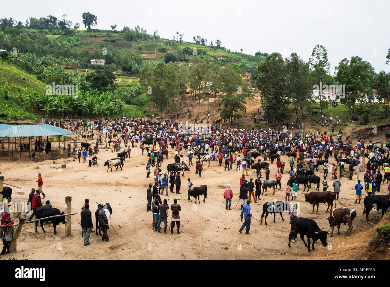 Rwanda, surrounding of Cyangugu, cows market Stock Photo - Alamy