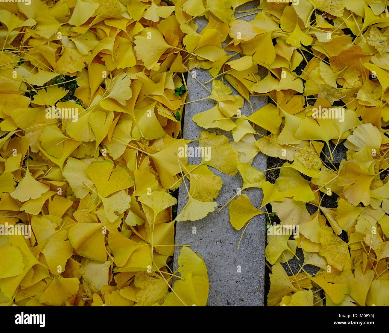 Ginkgo leaves fallen on street at autumn in Kyoto, Japan Stock Photo ...