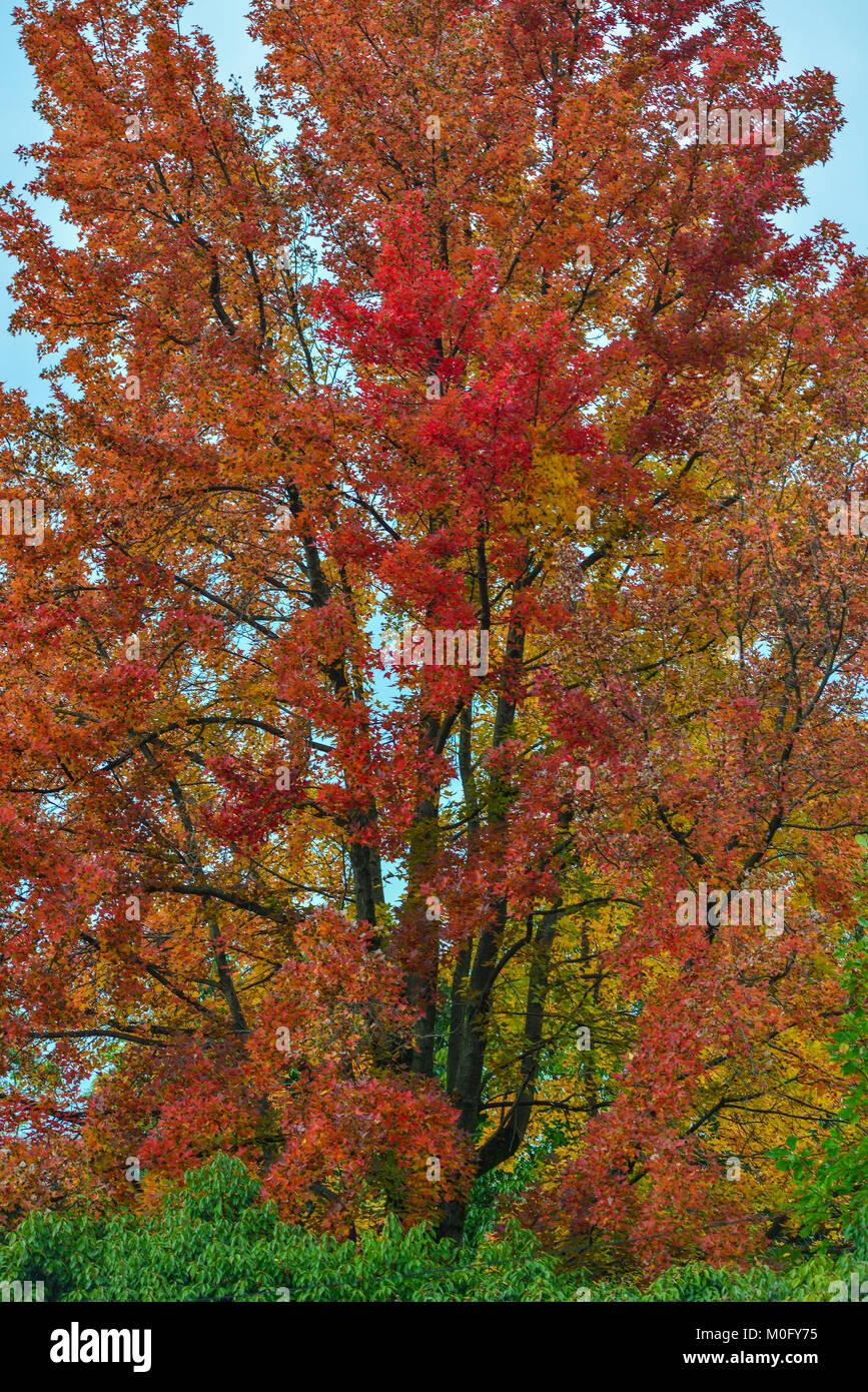 A huge maple tree at autumn garden in Kyoto, Japan Stock Photo - Alamy