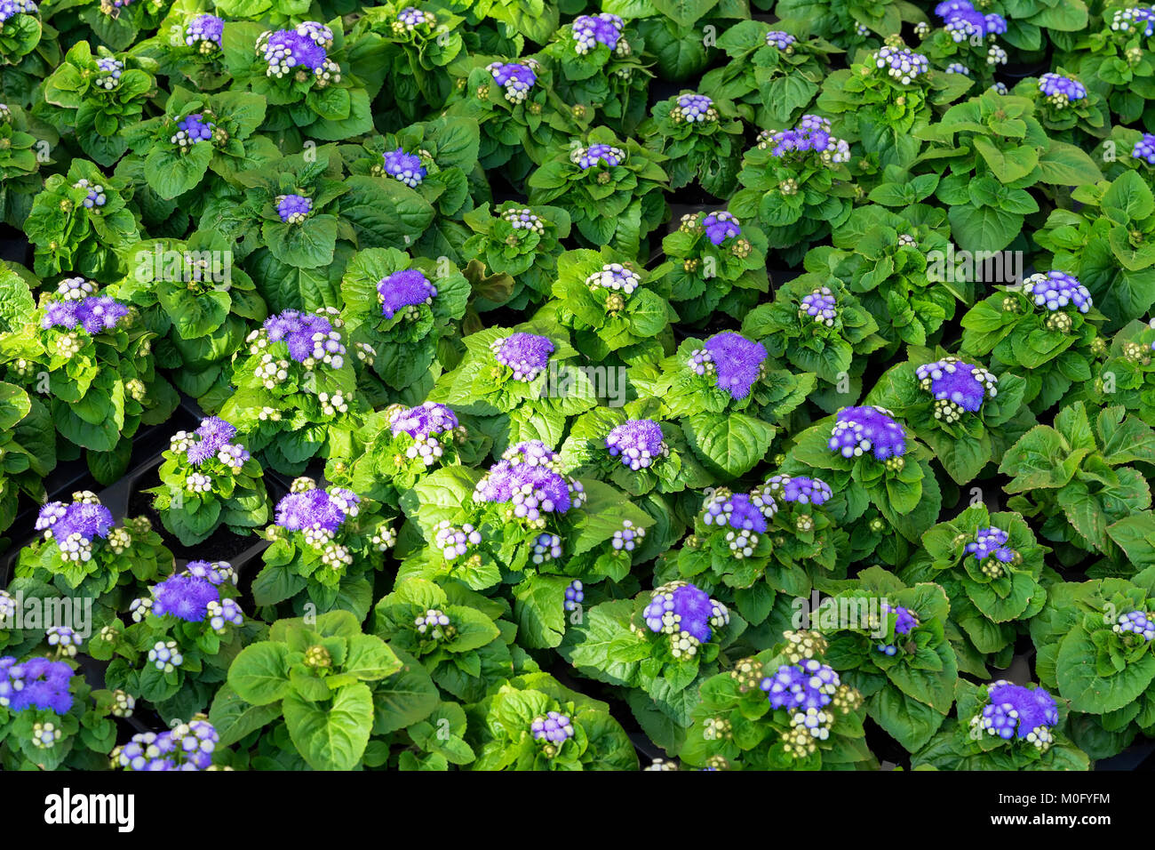 Spring flower seedlings, rows of potted plants in greenhouse. Natural ...