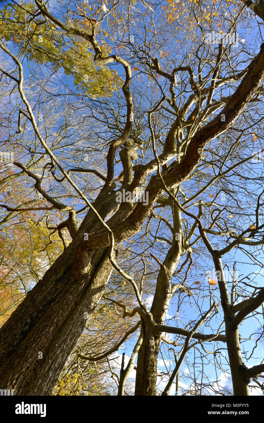Wild Service Tree - Sorbus torminalis, Stoke Wood, Oxfordshire Stock ...