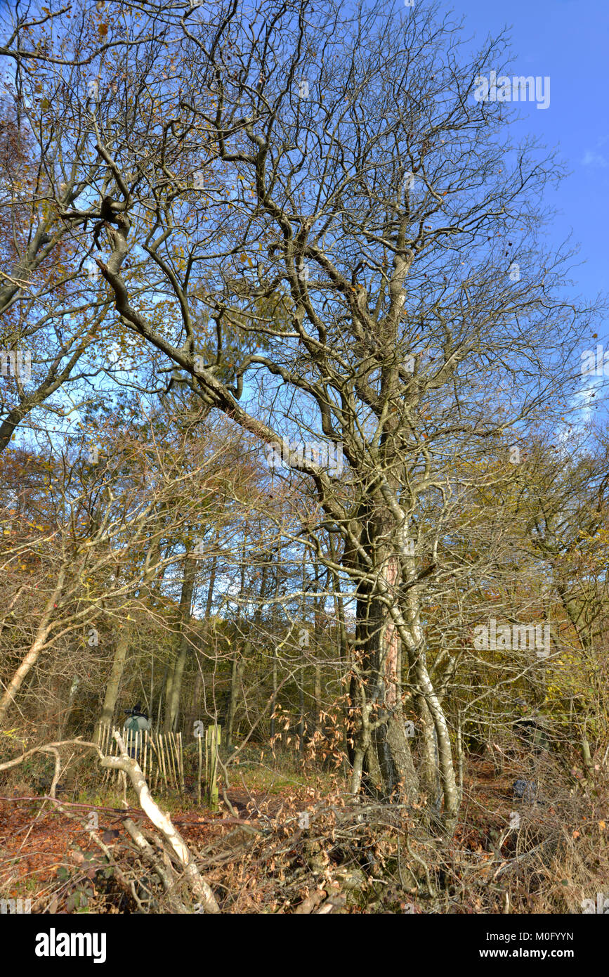 Wild Service Tree, Sorbus torminalis, on woodland boundary, Stoke Wood ...