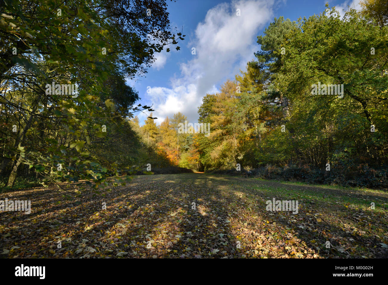 Autumn woodland trees glade hi-res stock photography and images - Alamy
