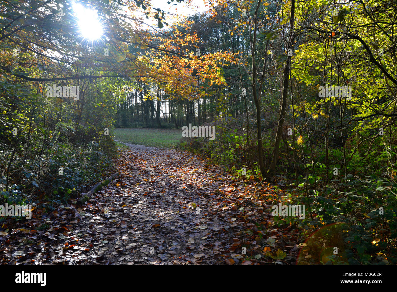 Autumn Woodland Trees Glade High Resolution Stock Photography and ...