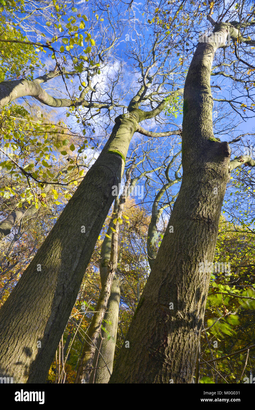 Mature ash trees hi-res stock photography and images - Alamy