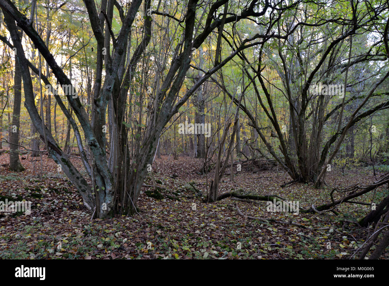 Coppiced hazel wood hi-res stock photography and images - Alamy