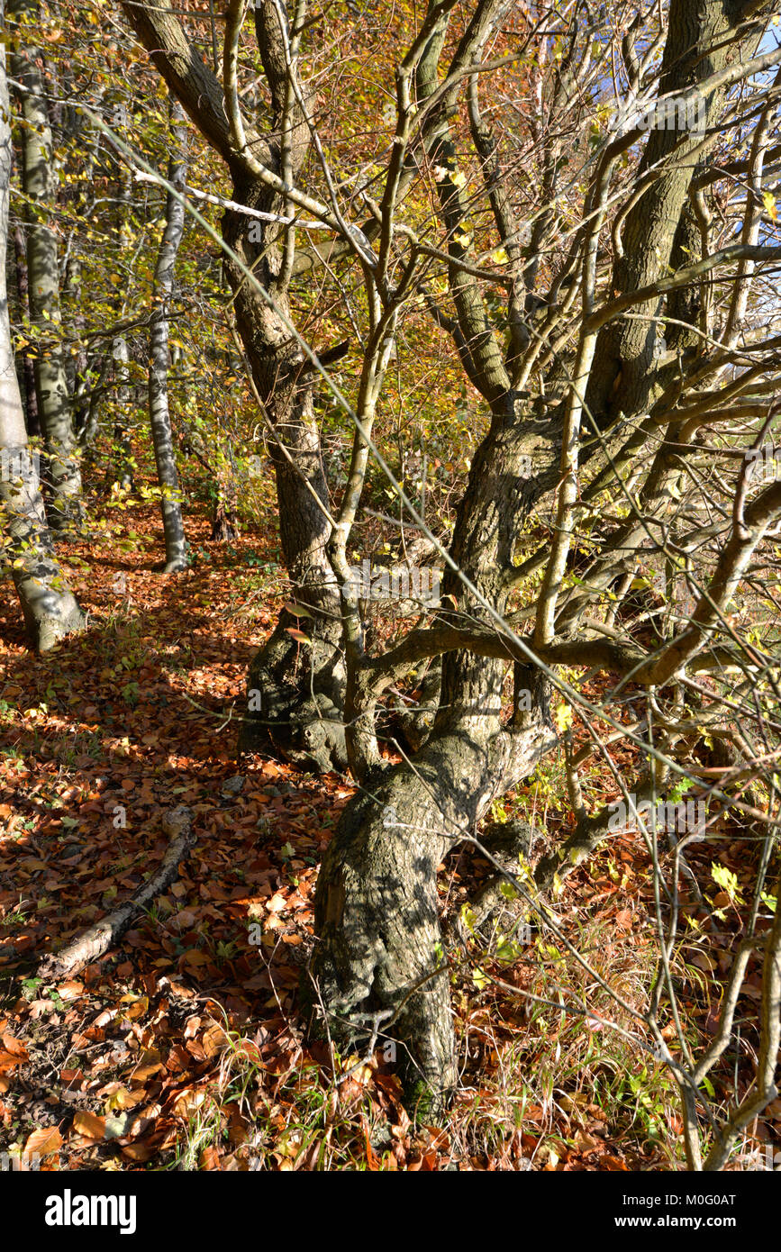 Field Maple - Acer campestre, on ancient woodland boundary, Stoke Wood ...