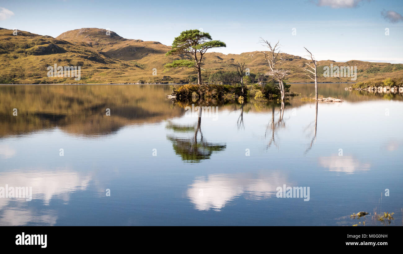 Scots pine hi-res stock photography and images - Alamy