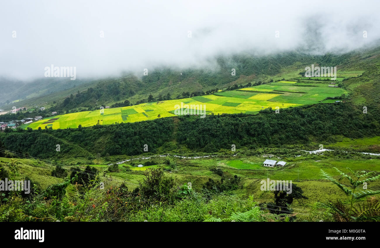 Terraced rice field in Thimphu, Bhutan. Bhutan is geopolitically in ...