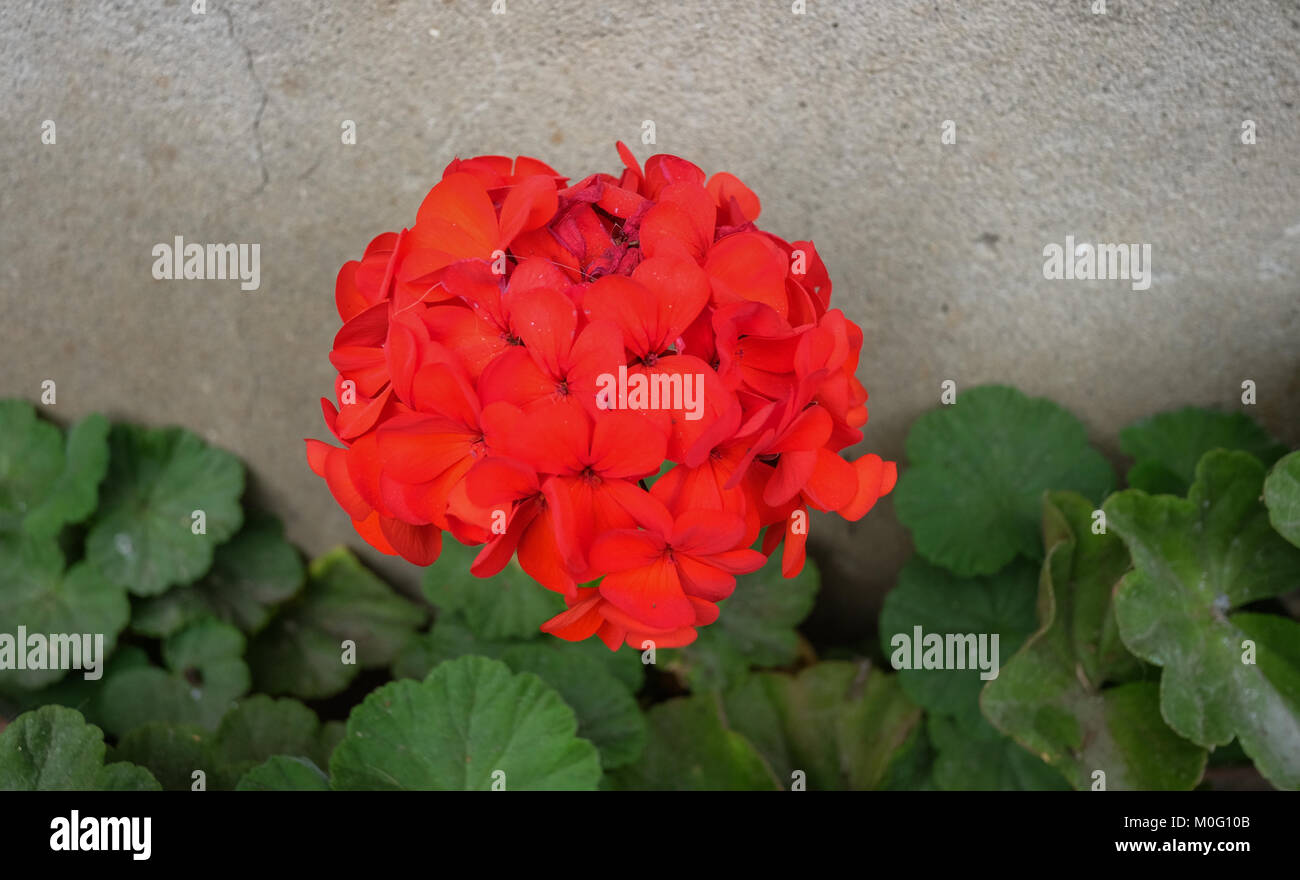Flowers blooming in spring time at city park of Thimphu, Bhutan Stock ...