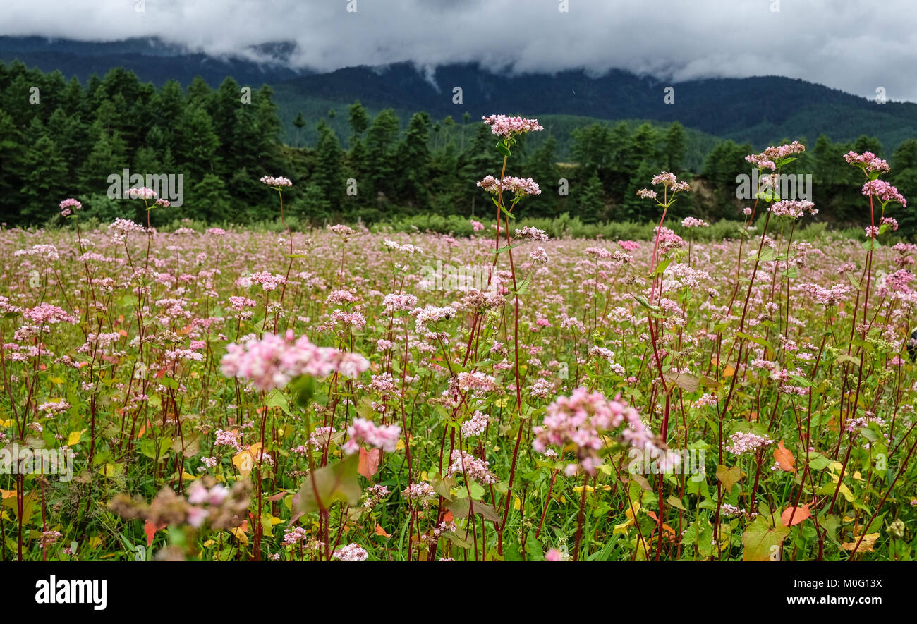 Buckwheat field on mountain at spring in Thimphu, Bhutan Stock Photo ...
