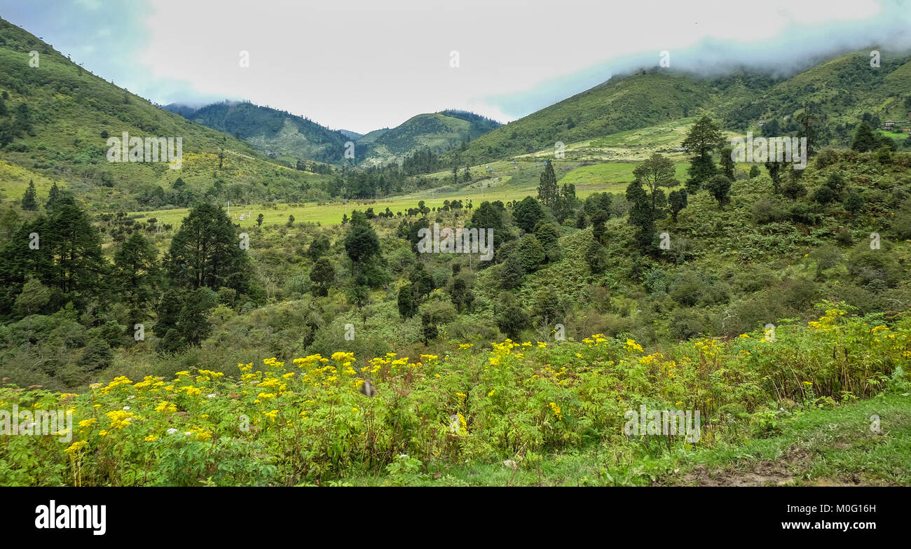 Wild flowers on mountain in Thimphu, Kingdoom of Bhutan Stock Photo - Alamy