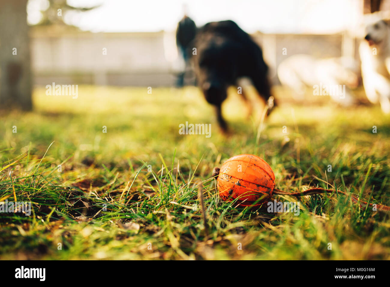 Ball sniffer hi-res stock photography and images - Alamy