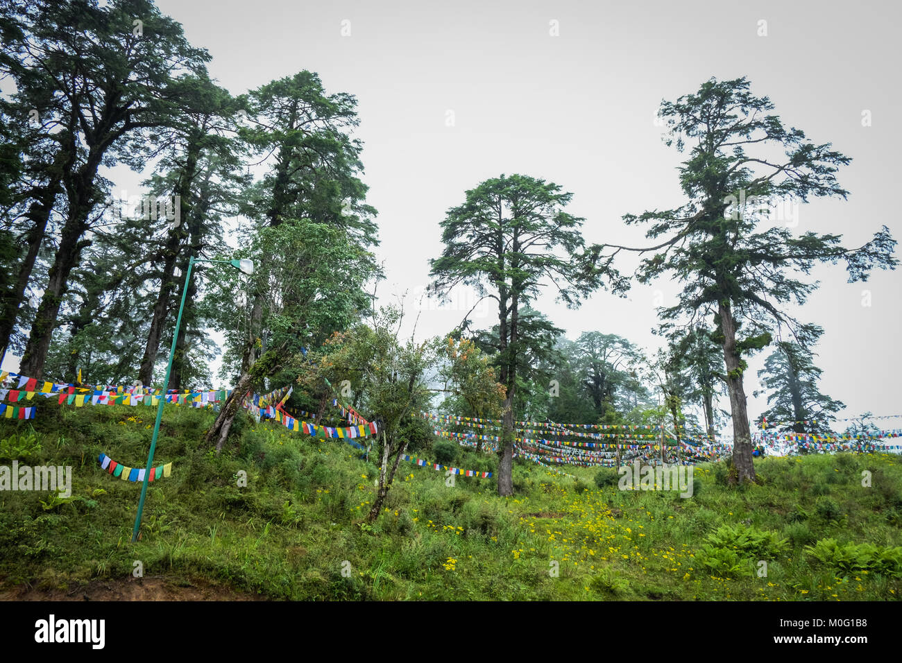Bhutan pine forest hi-res stock photography and images - Alamy