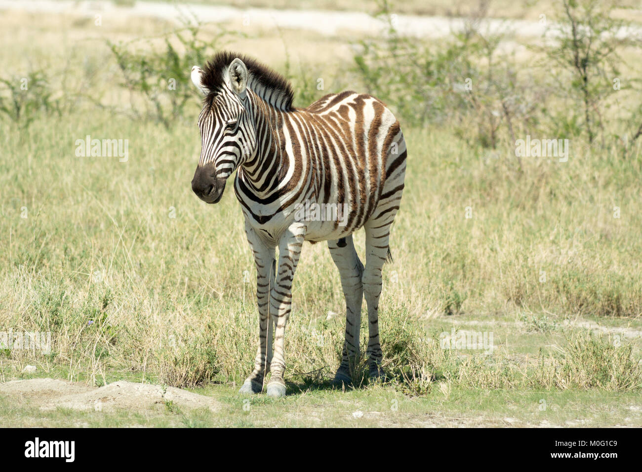 Young Male Burchell's Zebra standing alone Stock Photo - Alamy